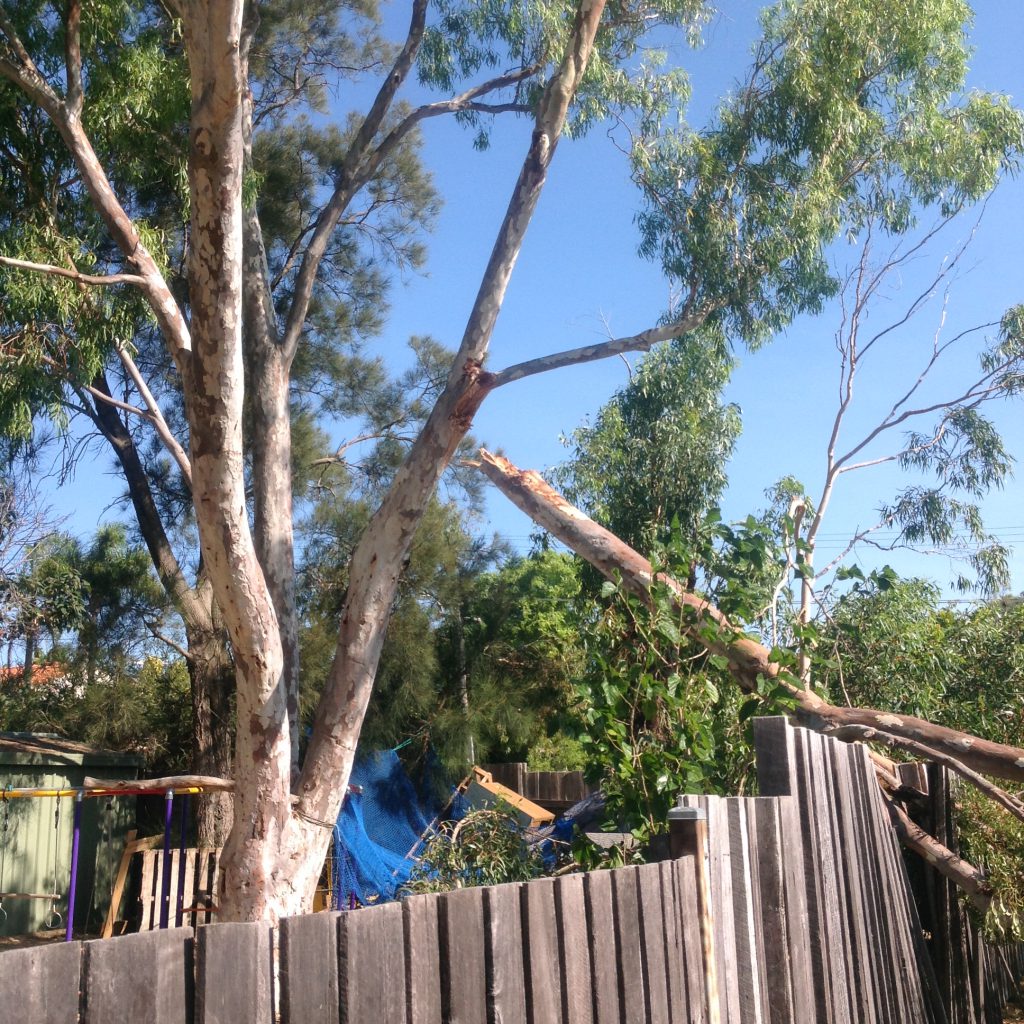 Choose Leading & Expert Perth Tree Lopping Services